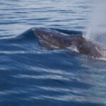 Whale Watching in San Jose del Cabo - The Value of This Experience