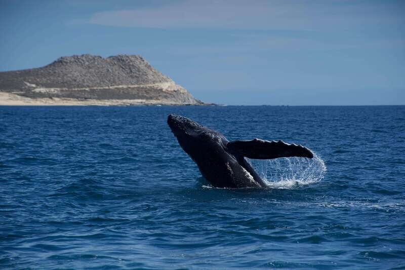 Whale Watching in San Jose del Cabo - Who Is This Tour Best For?
