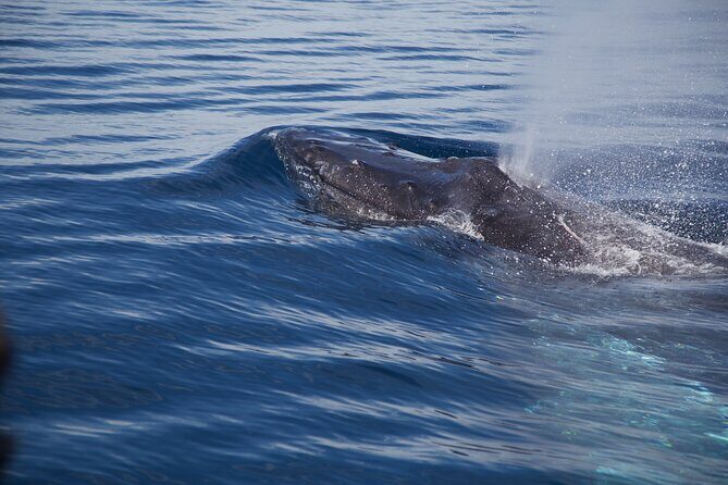 Whale Watching in San Jose del Cabo - The Value of This Experience
