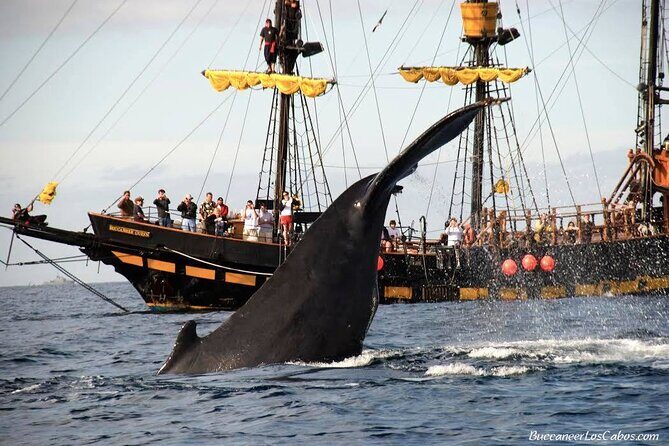 Whale Watching, Kraken Chase and Cabo Arch - Who Is This Tour Best For?