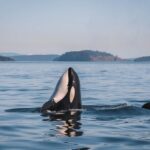 Whale Watching Nanaimo Open Boat Tour - Who Should Book This Tour?
