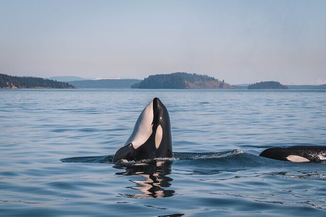 Whale Watching Nanaimo Open Boat Tour - Who Should Book This Tour?