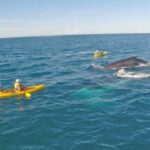 Whale Watching Ocean Kayak + Great Beach Drive Adventure - Practical Tips for Booking and Enjoying Your Tour