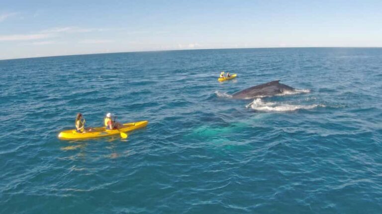 Whale Watching Ocean Kayak + Great Beach Drive Adventure - Practical Tips for Booking and Enjoying Your Tour