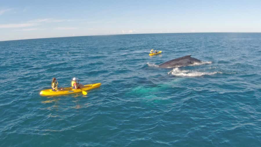 Whale Watching Ocean Kayak + Great Beach Drive Adventure - Practical Tips for Booking and Enjoying Your Tour
