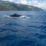 Whale watching on the preserved and quiet coast of Paea (Pk26) - The Boat and Equipment