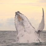 Whale Watching Safari Byron Bay - The Itinerary and What to Expect