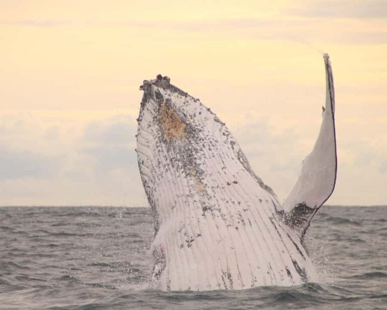 Whale Watching Safari Byron Bay - The Itinerary and What to Expect