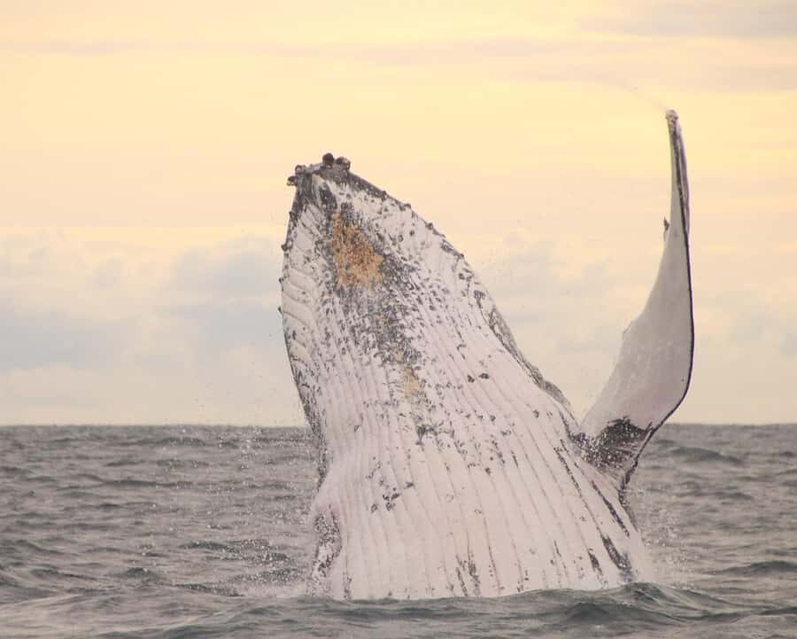 Whale Watching Safari Byron Bay - The Itinerary and What to Expect