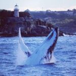 Whale Watching Sailing Experience in Sydney - Who Is This Tour Best For?