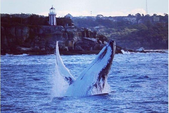 Whale Watching Sailing Experience in Sydney - Who Is This Tour Best For?
