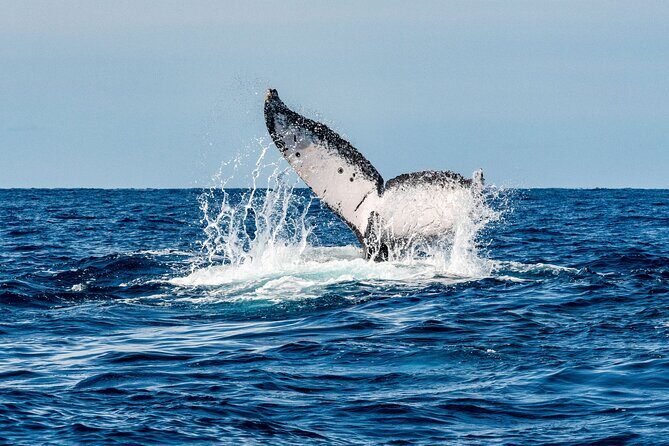 Whale Watching Snorkel Combo - Why This Tour Offers Great Value