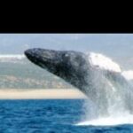 Whale Watching Sunset Tour - Practical Tips for Booking and Enjoying