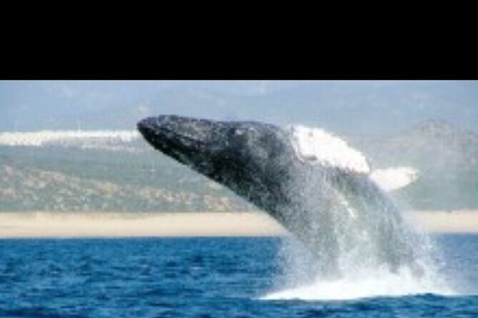 Whale Watching Sunset Tour - Practical Tips for Booking and Enjoying