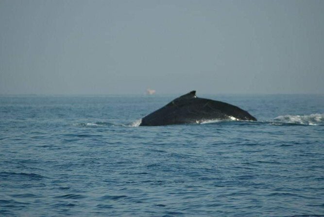 Whale watching tour - Why This Tour Offers Great Value