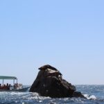 Whale Watching Tour in Glass Bottom Boat (VisitA Cabo) - The Value of the Tour