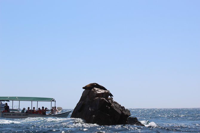 Whale Watching Tour in Glass Bottom Boat (VisitA Cabo) - The Value of the Tour