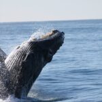 Whale Watching Tour in Los Cabos - Why Choose This Whale Watching Tour?