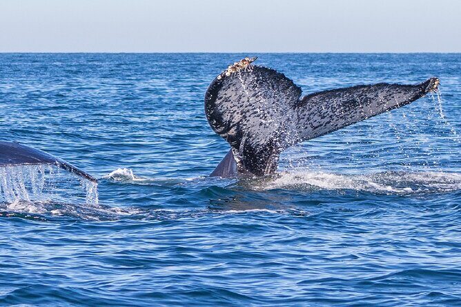 Whale Watching Tour in Puerto Vallarta - Who Will Love This Tour?