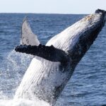 Whale Watching Tour with Spirit of Gold Coast - What Makes This Whale Watching Tour Special?