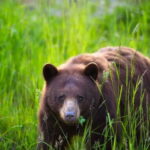 Whistler: Afternoon Bears Spotting Tour in Land Rover - Who Should Consider This Tour?