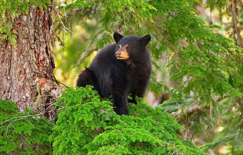 Whistler: Morning with the Bears Land Rover Scenic Excursion - Who Will Love This Tour?