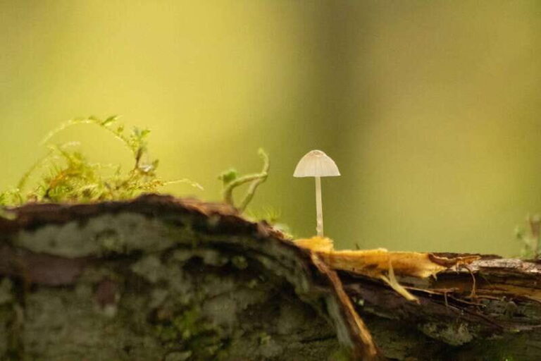 Whistler: Tour, Sensory Nature Experience for Families - What to Expect: A Journey of Discovery