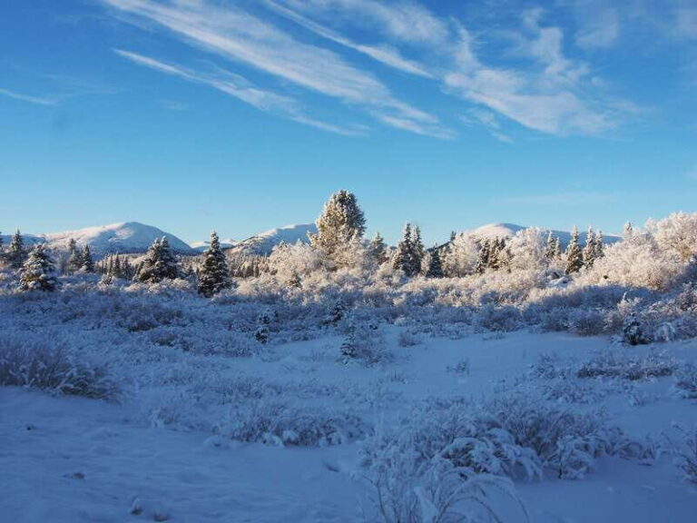 Whitehorse: Half-Day Snowshoeing Tour - What to Expect on the Tour