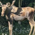 Whittier to Anchorage Sightseeing with Wildlife Tour - What’s Included and How It Adds Value