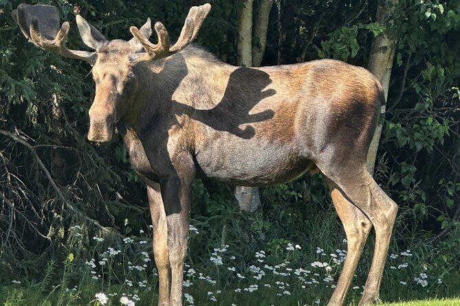 Whittier to Anchorage Sightseeing with Wildlife Tour - What’s Included and How It Adds Value