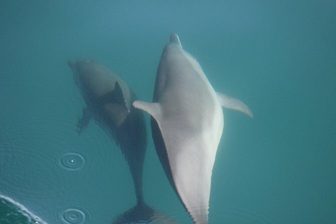 Wild Dolphin Encounter in Puerto Vallarta - The Value of This Experience