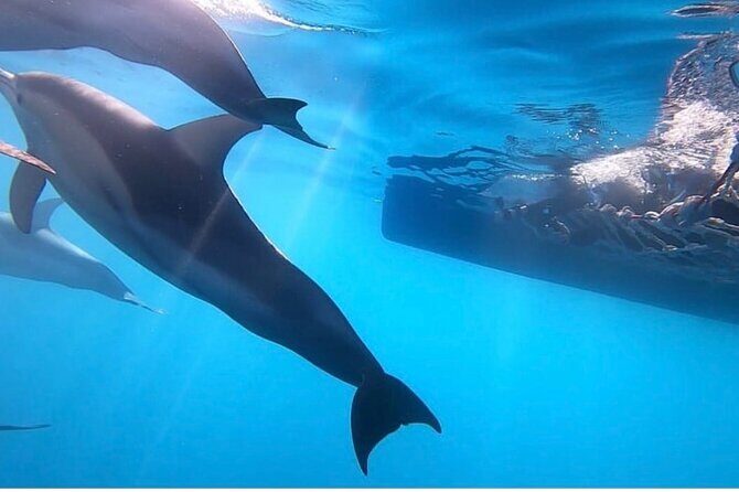 Wild Dolphin Swim Cruise - What to Expect on the Tour