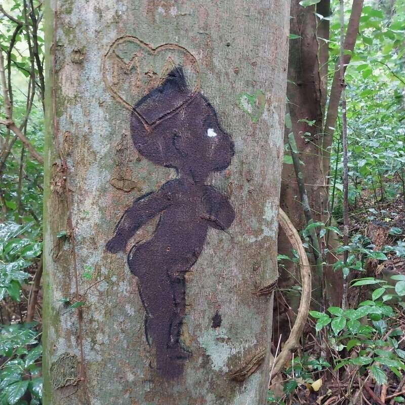 Wild Immersion : Hiking in the Heart of the Tropical Forest - What to Expect: Highlights and Practical Tips