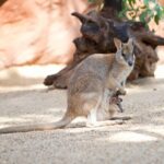 WILD LIFE Sydney Entrance Ticket - Additional Options to Enhance Your Visit