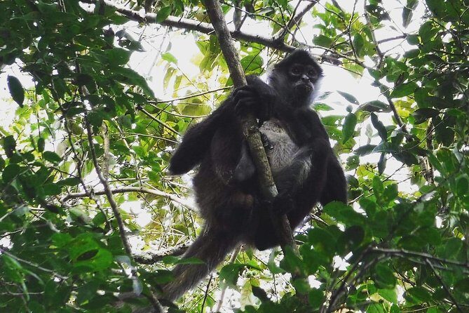 Wild Monkey Adventure (Private, Full Day) - Exploring the Itinerary in Detail