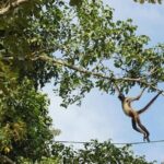 Wild Monkey Tour (Private, Half Day) - How It Compares to Other Experiences
