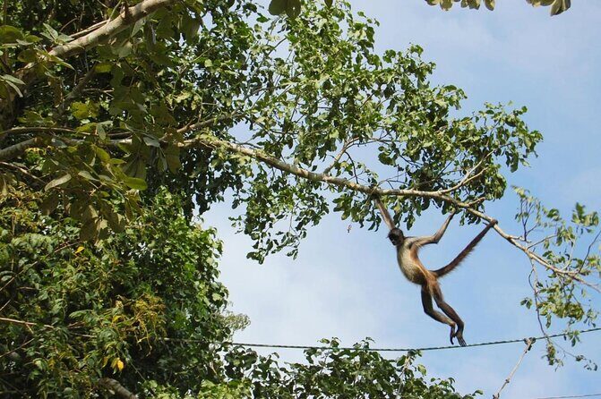Wild Monkey Tour (Private, Half Day) - How It Compares to Other Experiences