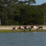 Wildlife Boat Tour with Wild Ponies and Dolphins in Chincoteague - The Value of the Tour: Is It Worth the Price?