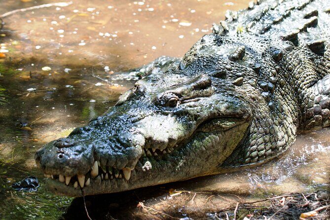 Wildlife Eco Tour on the coast of Oaxaca. - The Cost and Value