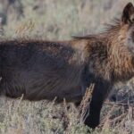 Wildlife Hiking Adventure in Yellowstone with Lunch - The Sum Up: Why This Tour Is Worth Considering