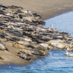 Wildlife Kayak Tour at Fort Flagler State Park - Who is This Tour Best For?