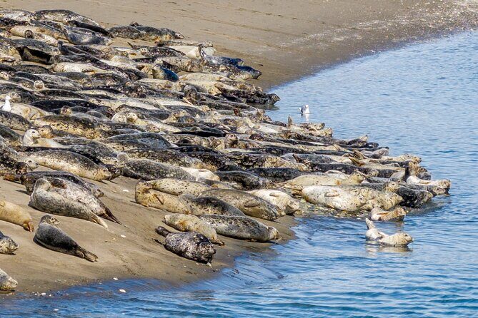 Wildlife Kayak Tour at Fort Flagler State Park - Who is This Tour Best For?