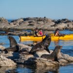 Wildlife Sea Kayaking Tour - Kaikoura - An Authentic Wildlife Adventure in Kaikoura