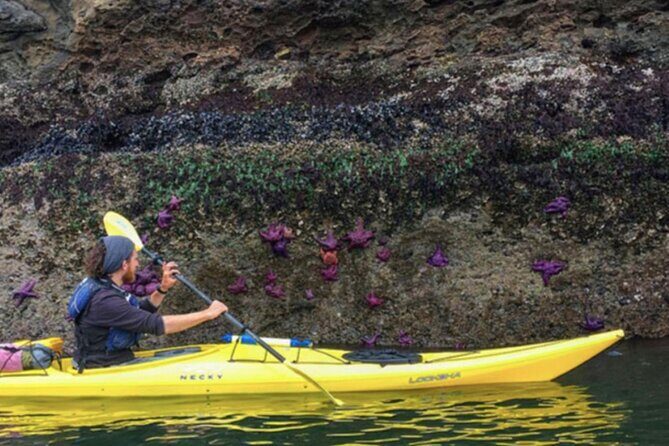 Wildlife Spotting Kayak Adventure on Orcas Island - What You Can Expect From the Experience