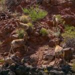 Willow Beach: Half-Day Emerald Cave Kayak Tour  3 Caves - Value and Practical Considerations