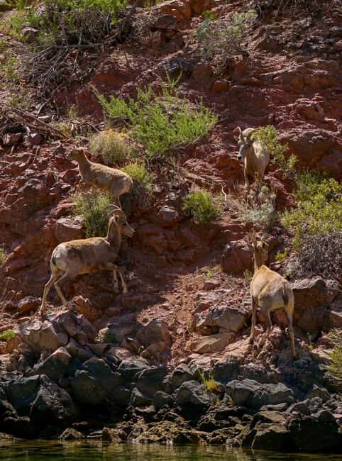 Willow Beach: Half-Day Emerald Cave Kayak Tour  3 Caves - Value and Practical Considerations