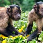 Willowbank Wildlife Reserve Day Entry - Who Will Love Willowbank?