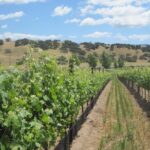 Wine Lovers Tour from Santa Barbara Area - Final Thoughts