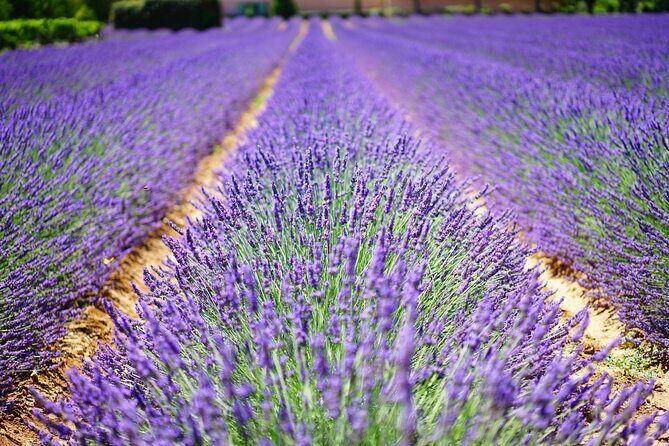Wine Tasting and lavender Farm Tours - Who Will Love This Tour?