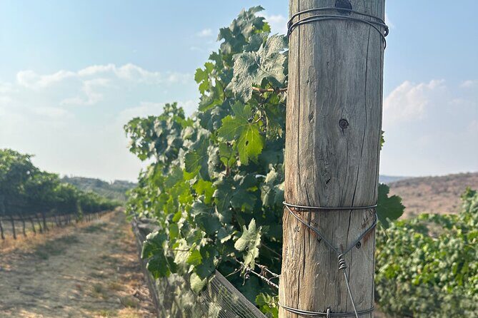 Wine Tasting experience in San Miguel de Allende - Is This Tour Worth the Price?